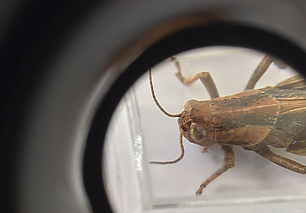 The Private Eye Inquiry Clear Acrylic - Specimen box - The Private Eye ...