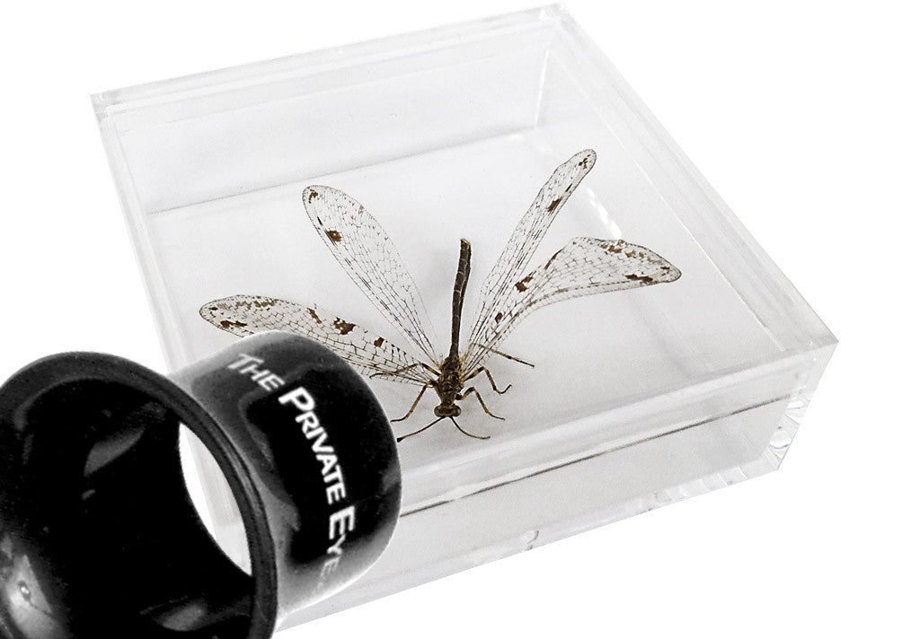 The Private Eye Inquiry Clear Acrylic - Specimen box - The Private Eye ...